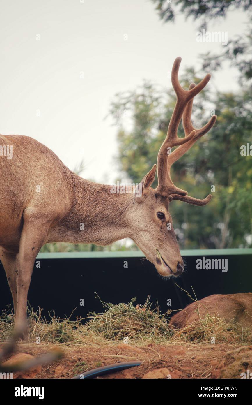 A vertical shot of a big deer in the forest Stock Photo - Alamy
