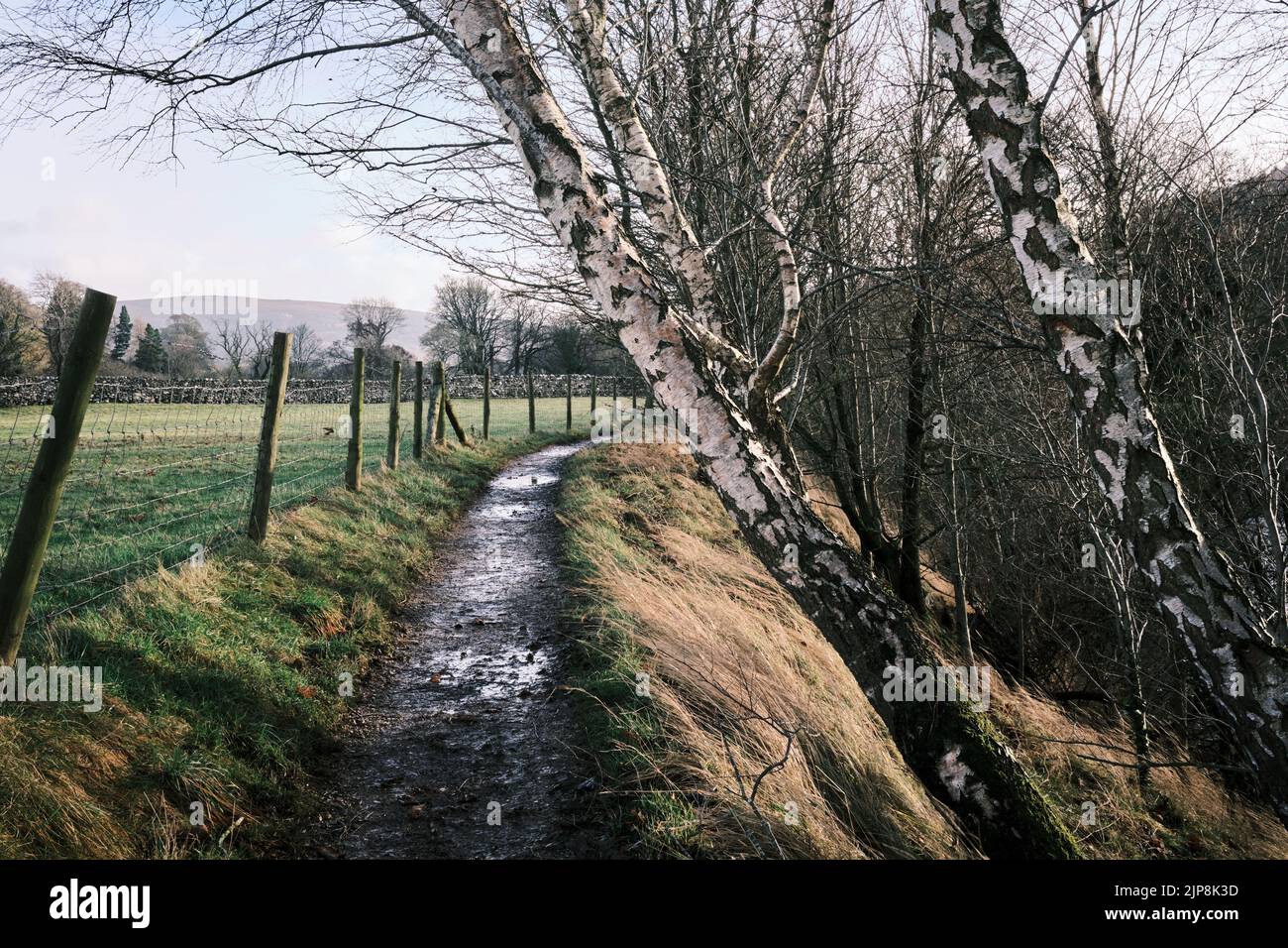 Countryside path bordered by a farm fence and fields and silver birch ...