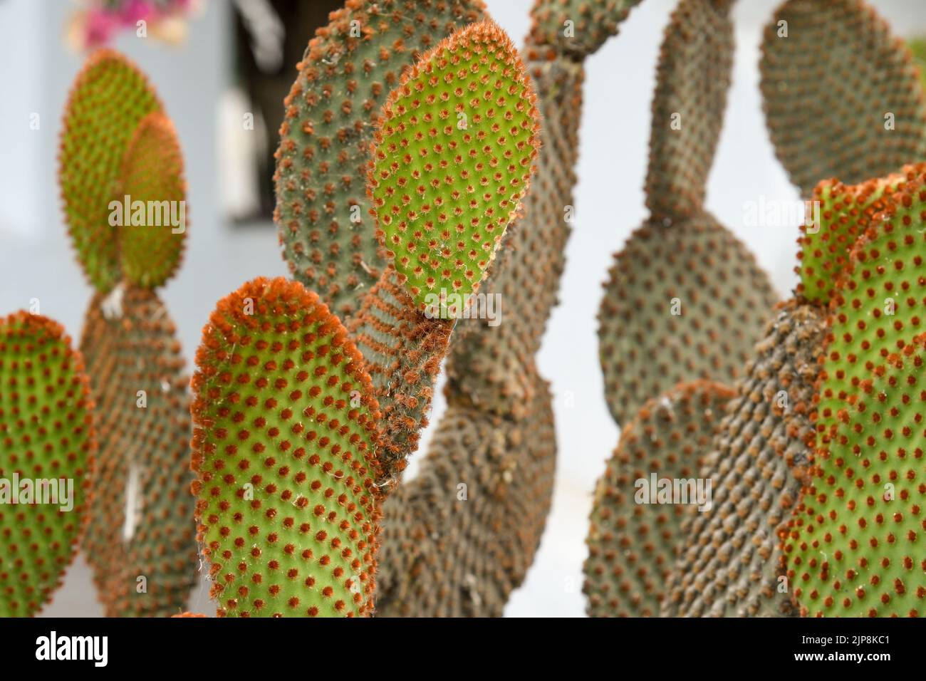 Leaf-shaped Stem Cactus Stock Photo - Alamy