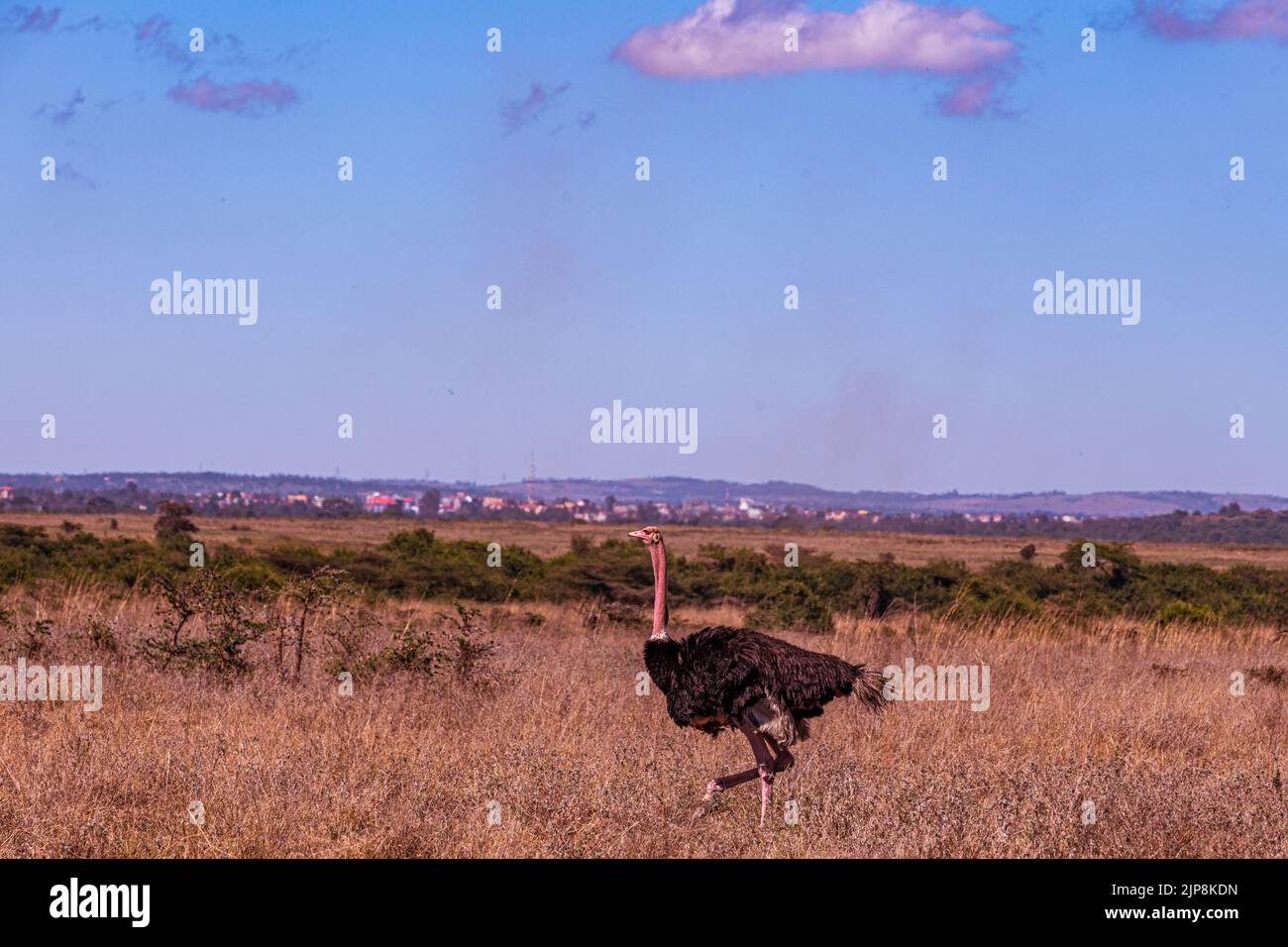 Nairobi National Parks Kenyas Capital City County Ostriches are large ...