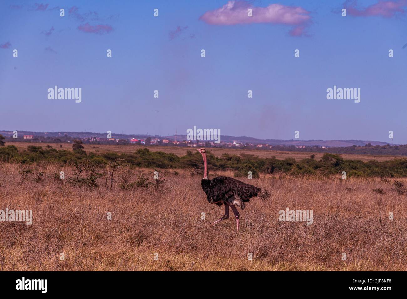 Nairobi National Parks Kenyas Capital City County Ostriches are large ...