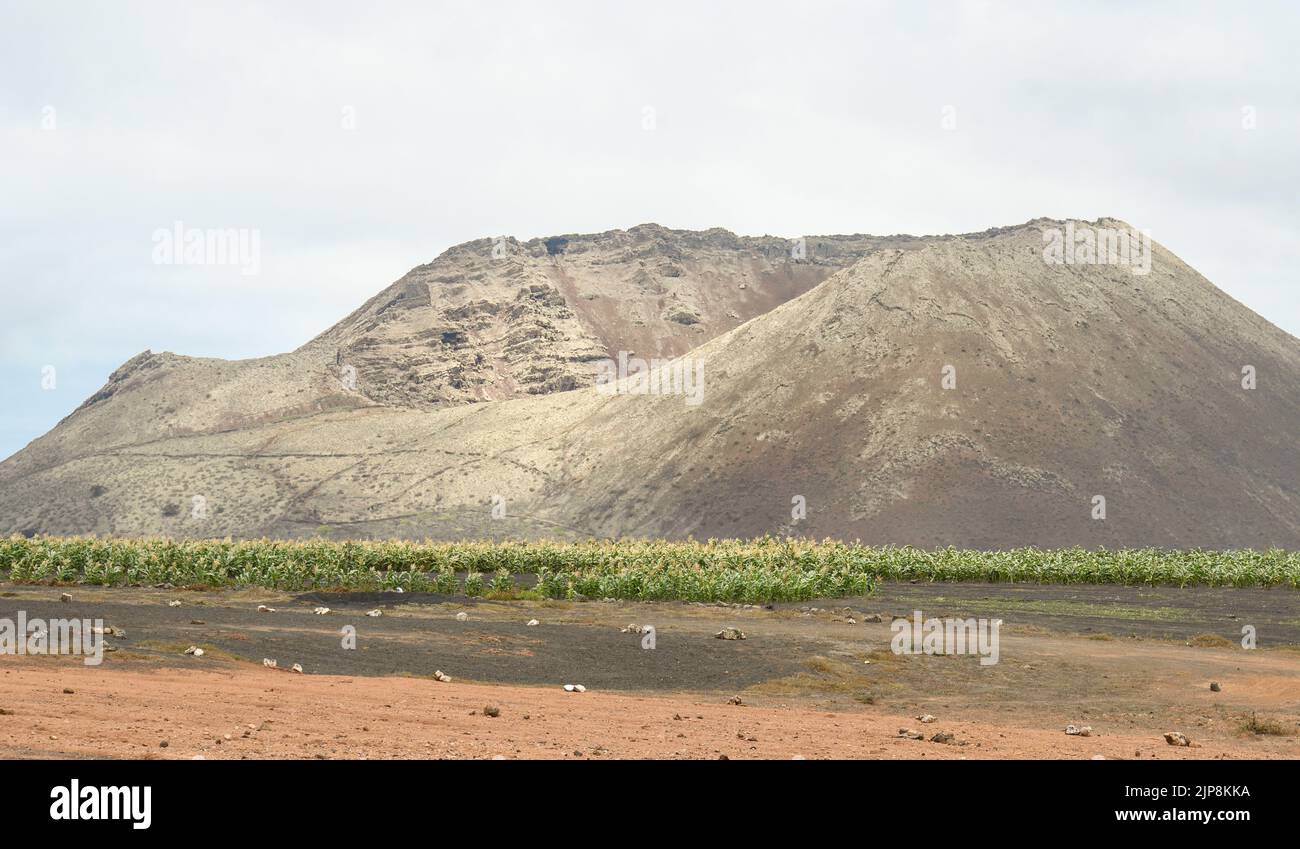 Plantas corona hi-res stock photography and images - Alamy