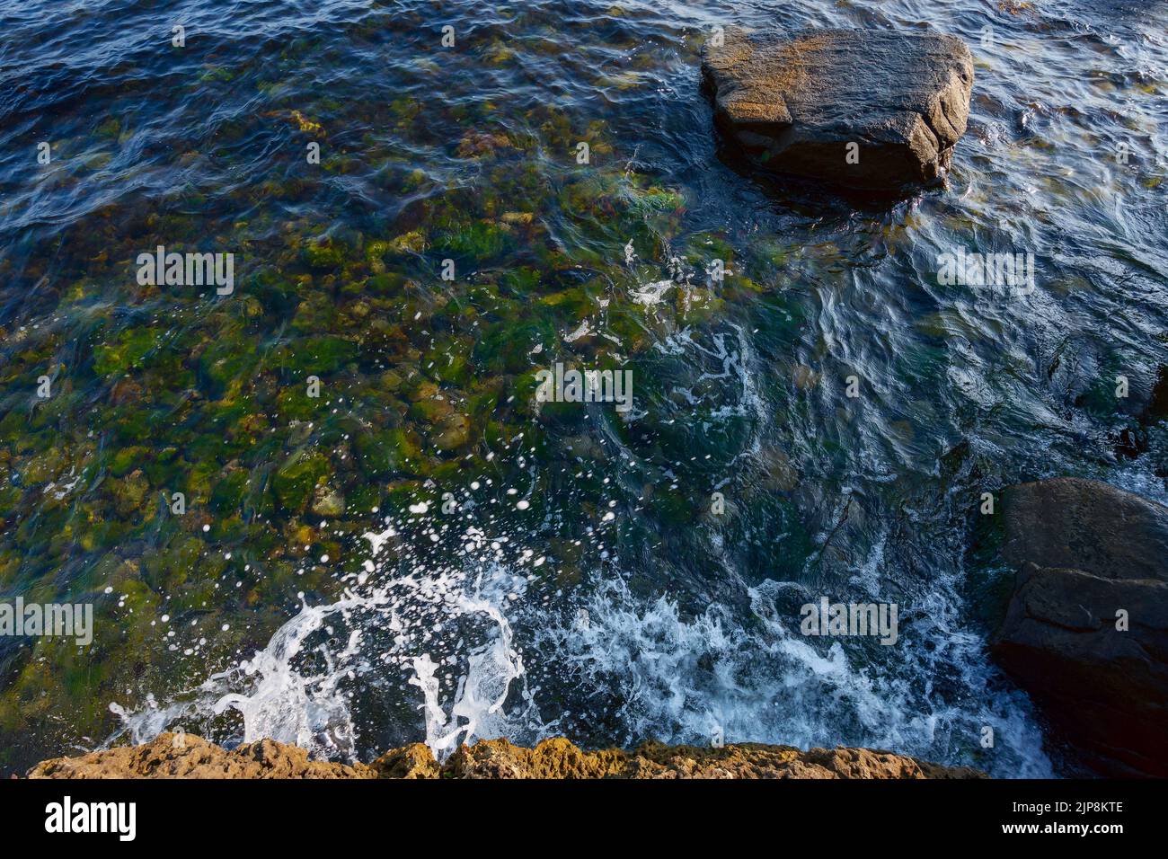 seaweed nature background. plant among the stones and pebbles in ...