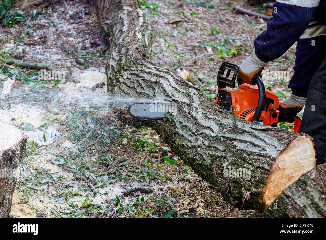 After a hurricane, a tree fell and was cut with a chainsaw Stock Photo ...