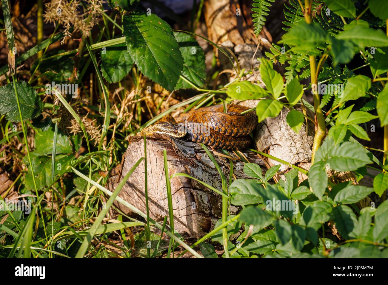Native reptilian species hi-res stock photography and images - Alamy
