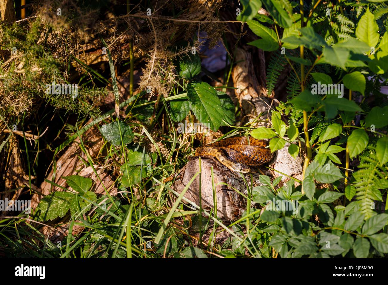 Venomous snakes of europe hi-res stock photography and images - Alamy