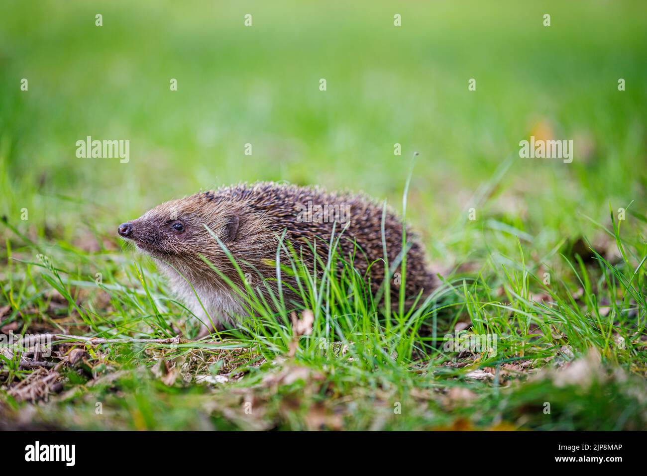 East european hedgehog hi-res stock photography and images - Alamy