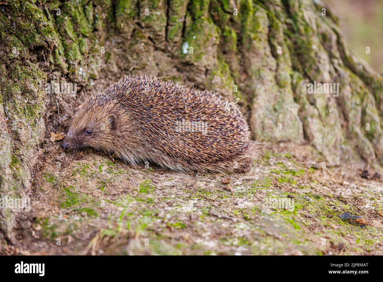 Common or European hedgehog (Erinaceus europaeus), a spiny mammal, seen ...