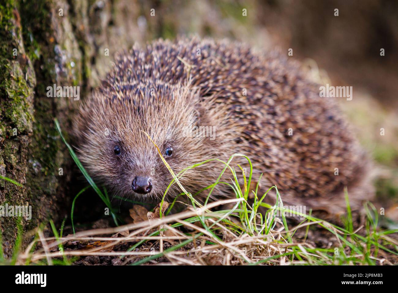 Common or European hedgehog (Erinaceus europaeus), a spiny mammal, seen ...