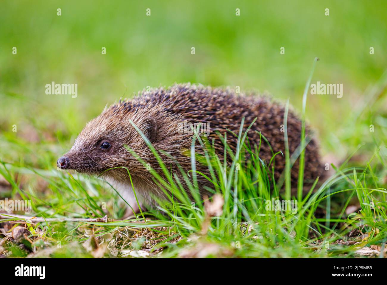 Common or European hedgehog (Erinaceus europaeus), a spiny mammal, seen ...