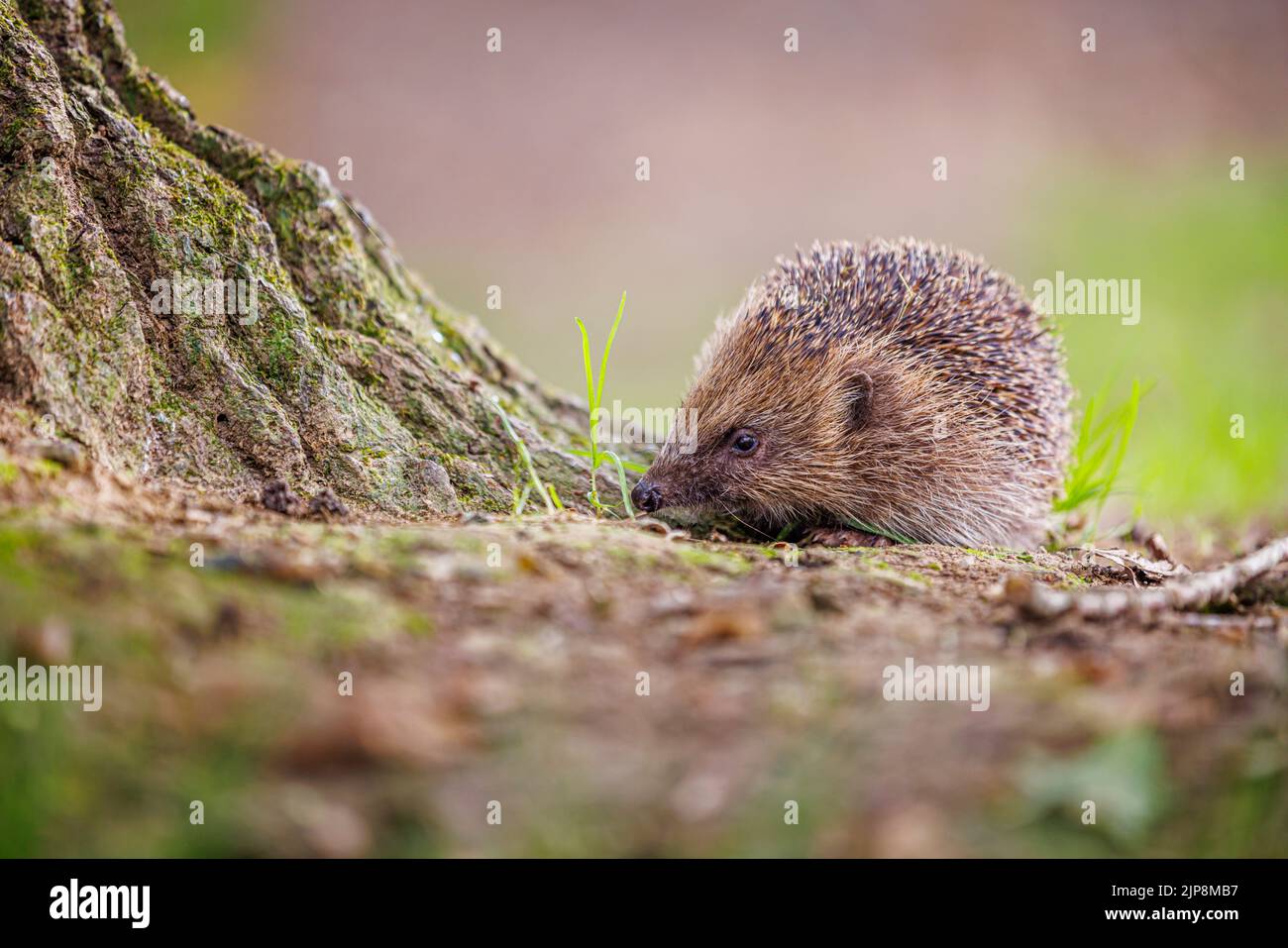 Common or European hedgehog (Erinaceus europaeus), a spiny mammal, seen ...