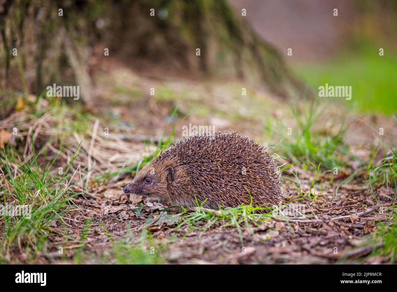 Common or European hedgehog (Erinaceus europaeus), a spiny mammal, seen ...