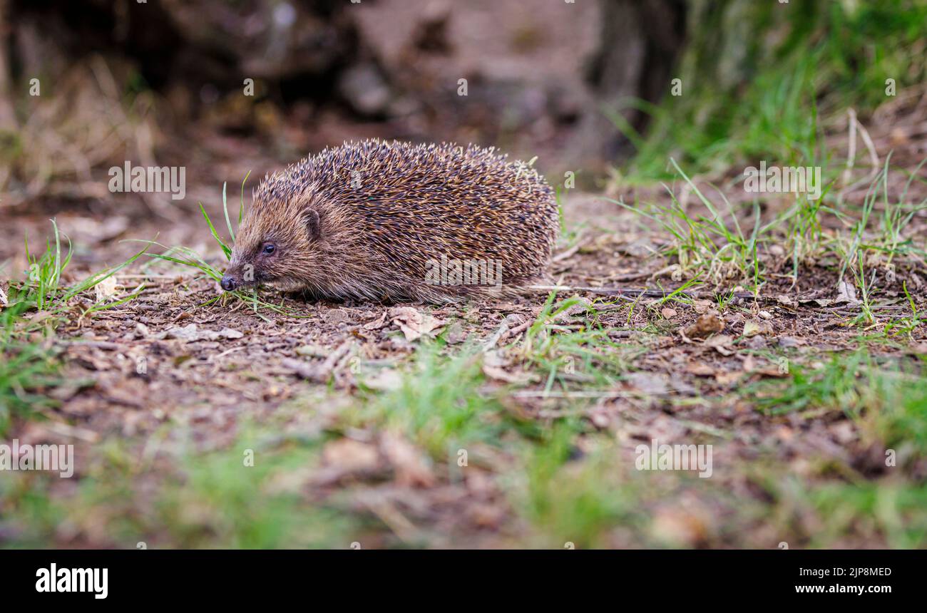 Common or European hedgehog (Erinaceus europaeus), a spiny mammal, seen ...
