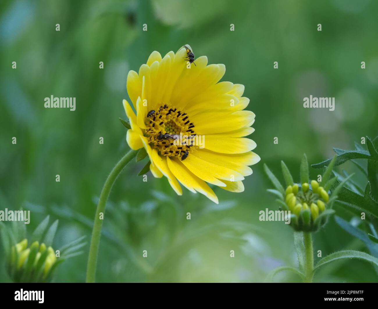 insects fetching nectar from a yellow flower in a lawn Stock Photo - Alamy