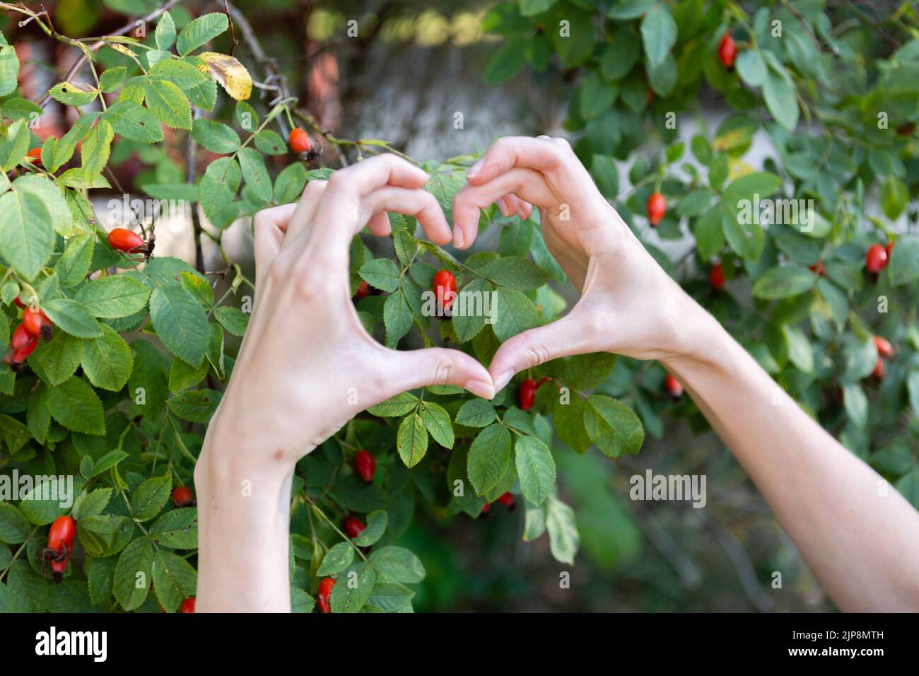Woman hands show their hearts in front of a green rosehip bush Stock ...