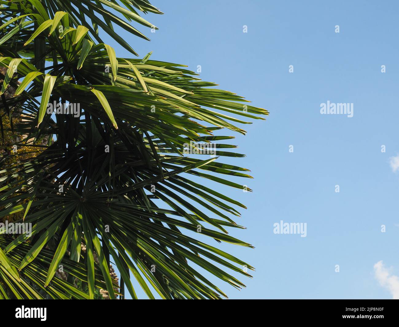 palm tree scientific classification Arecaceae over blue sky with copy ...
