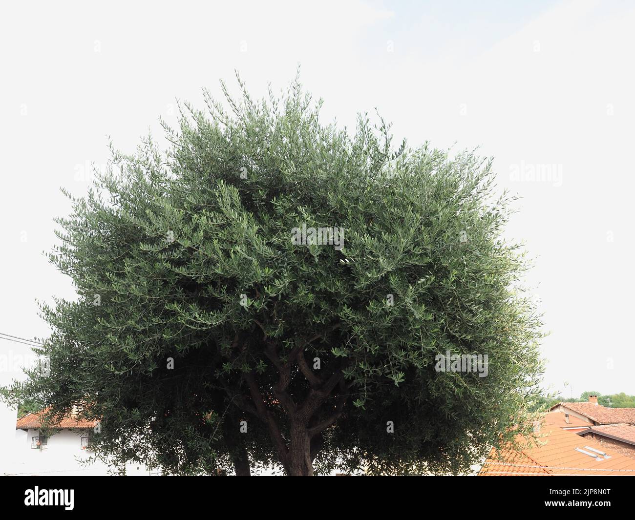 olive tree also known with its scientific name Olea europaea Stock ...