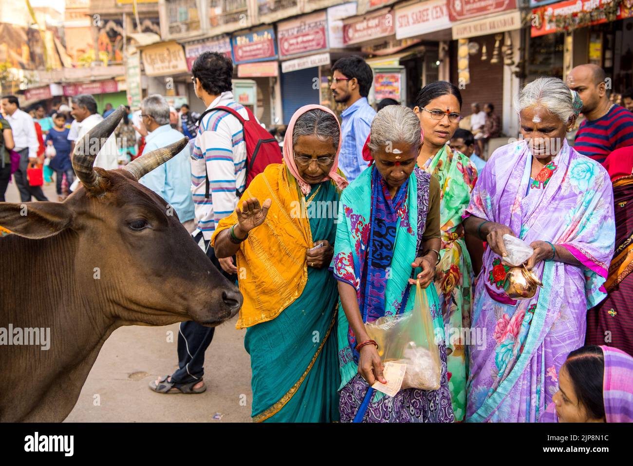 Indian women and cow, Varanasi, Banaras, Benaras, Kashi, Uttar Pradesh ...
