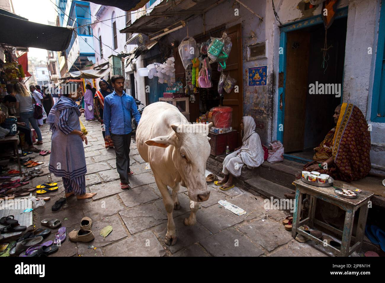 Cow blocking street, Varanasi, Banaras, Benaras, Kashi, Uttar Pradesh ...