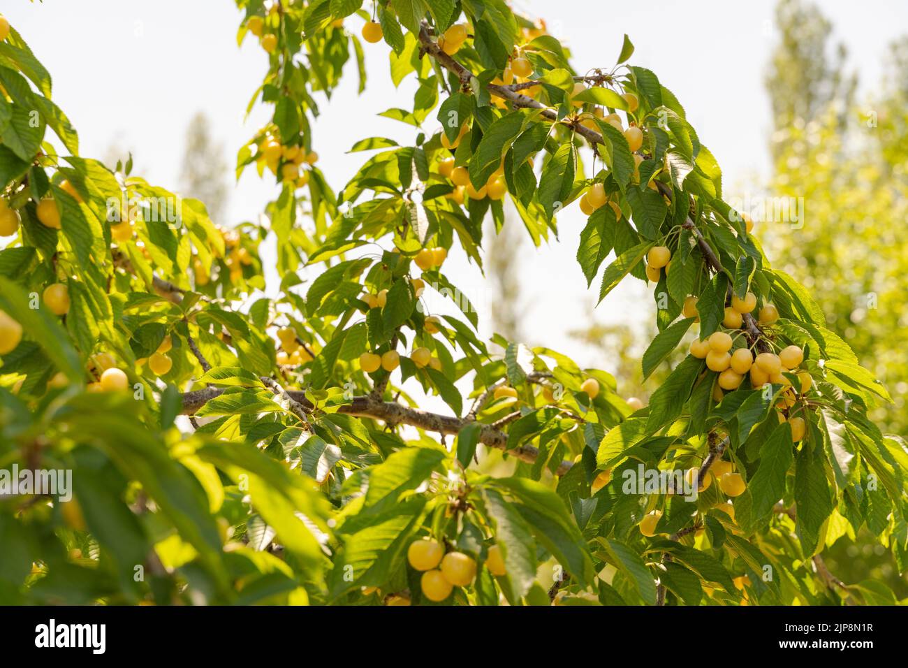 White cherry tree hi-res stock photography and images - Alamy