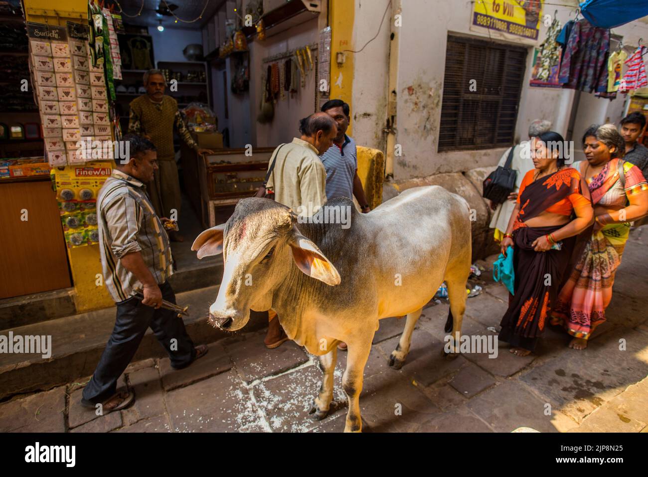 Cow blocking street, Varanasi, Banaras, Benaras, Kashi, Uttar Pradesh ...
