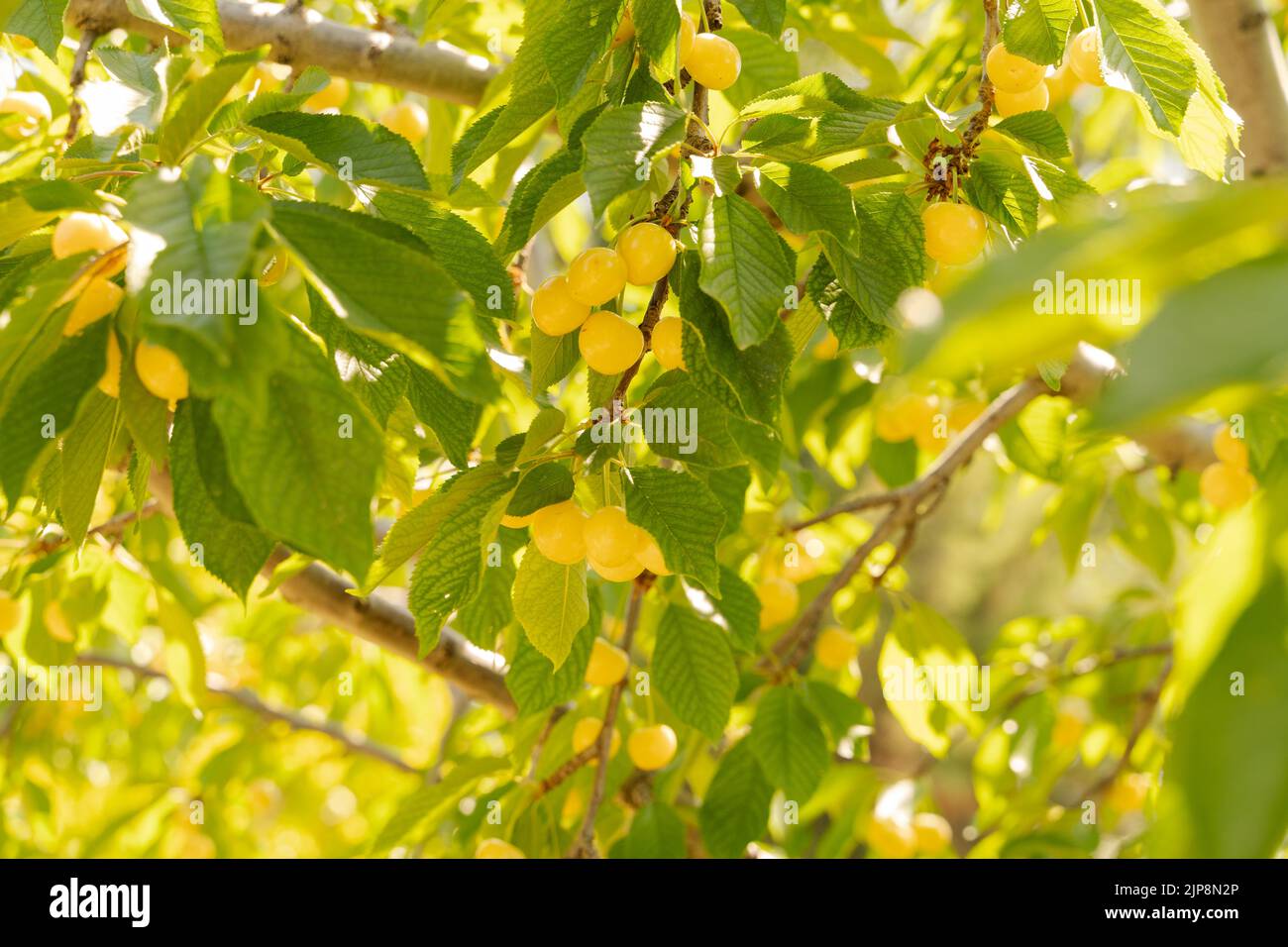 White cherry tree hi-res stock photography and images - Alamy