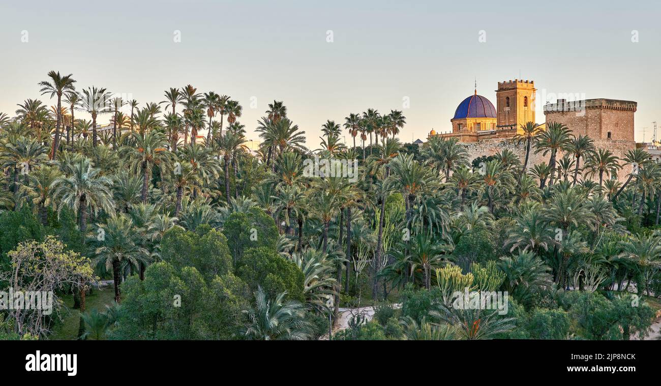 Panoramic view of the Palmeral of Elche and view of the Altamira castle ...