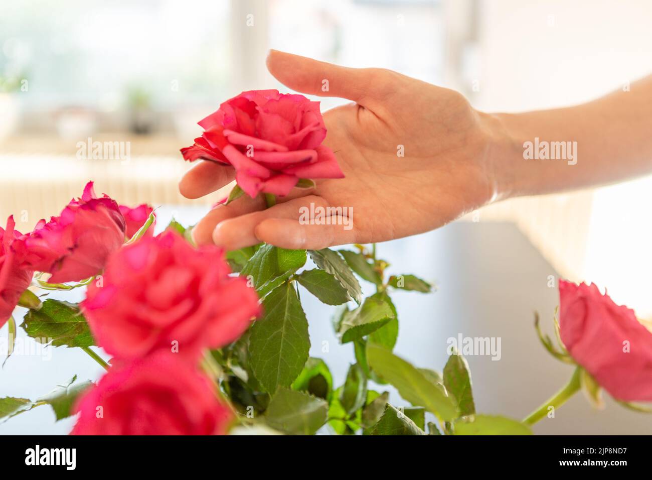 Hands woman touching leaves hi-res stock photography and images - Alamy