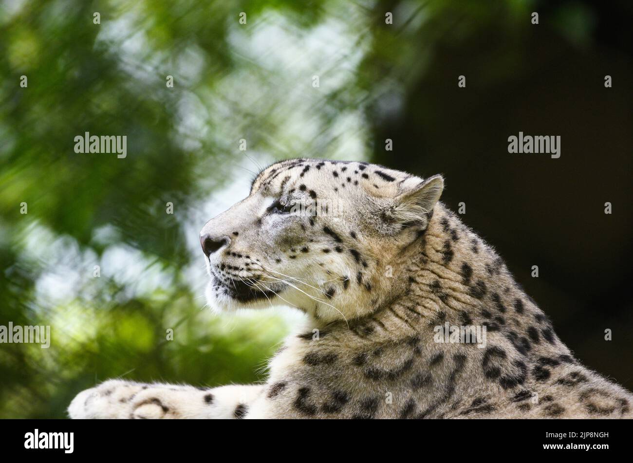 The Snow leopard (Panthera uncia / Uncia uncia), also known as the ...