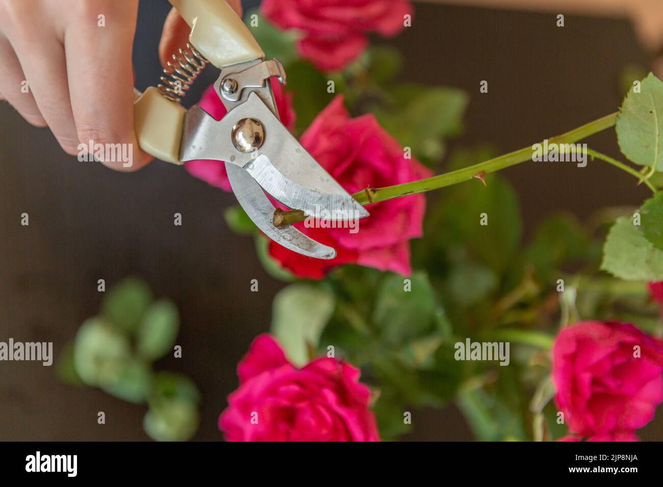Professional florist cutting flower stems hi-res stock photography and ...