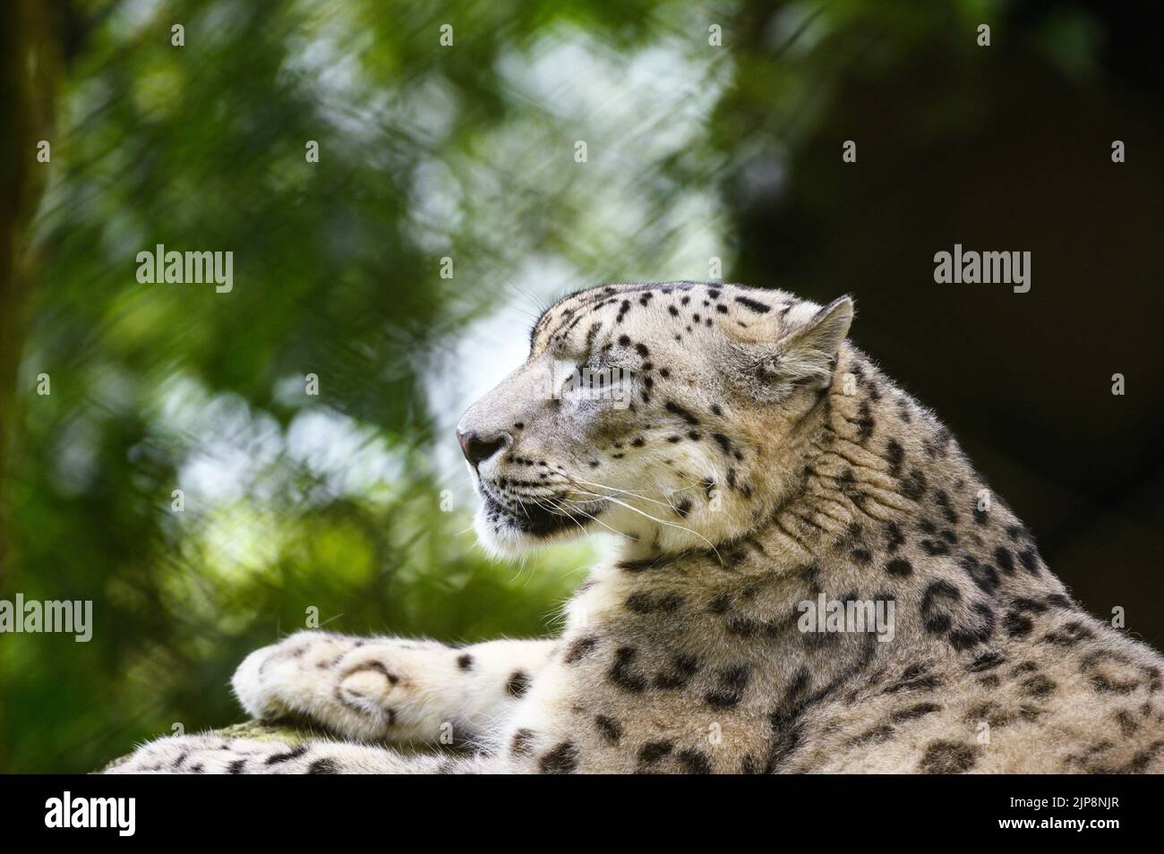 The Snow leopard (Panthera uncia / Uncia uncia), also known as the ...