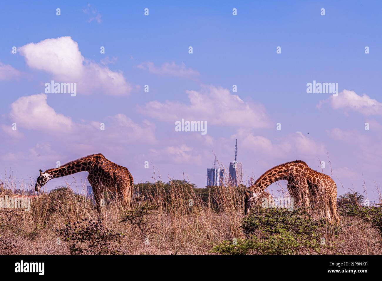 Nairobi National Park Giraffe wild wildlife animals Savannah grasslands ...
