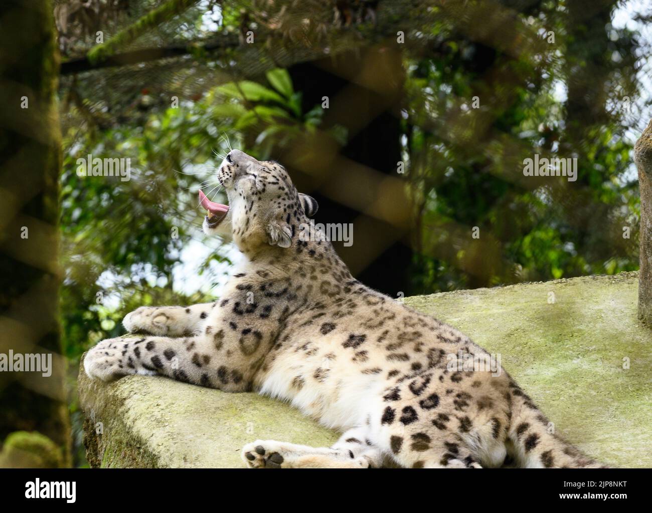 The Snow leopard (Panthera uncia / Uncia uncia), also known as the ...