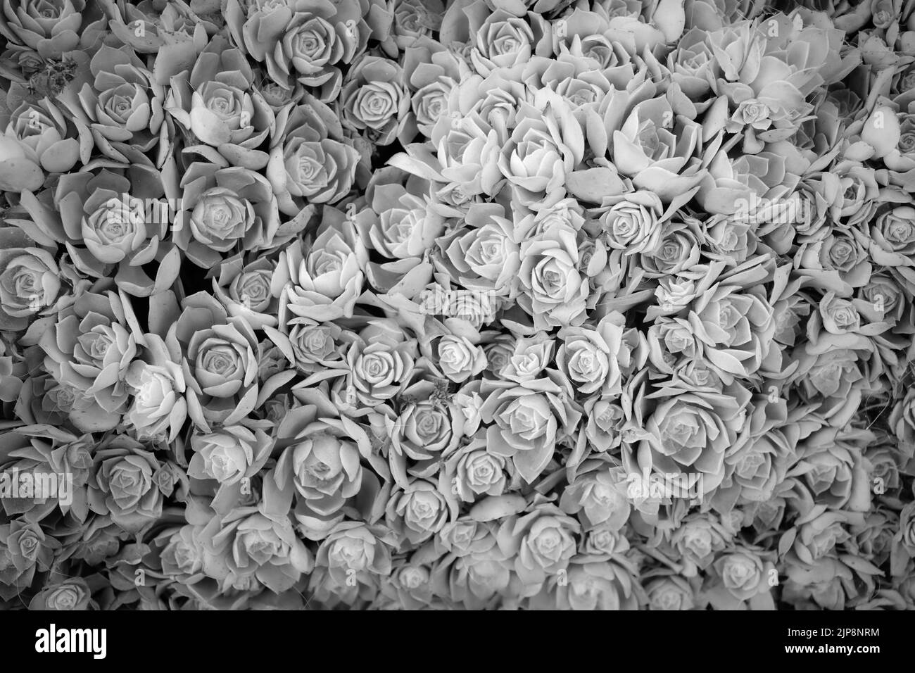 A grayscale of beautiful roses in Los, Angeles, CA, USA Stock Photo - Alamy