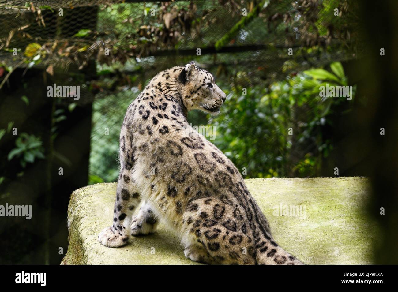 The Snow leopard (Panthera uncia / Uncia uncia), also known as the ...