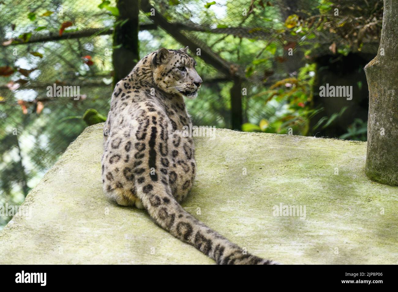 The Snow leopard (Panthera uncia / Uncia uncia), also known as the ...