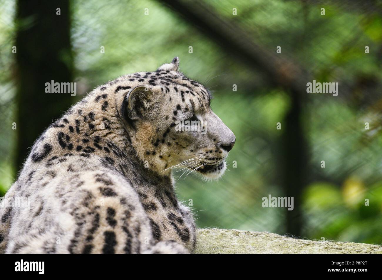 The Snow leopard (Panthera uncia / Uncia uncia), also known as the ...