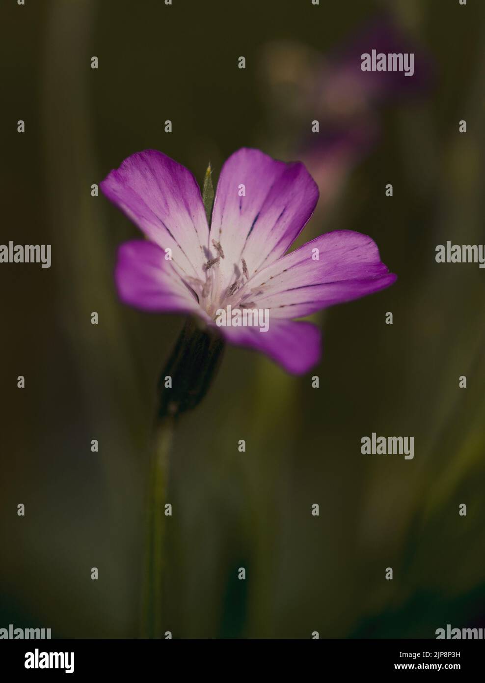 Corn cockle uk hi-res stock photography and images - Alamy