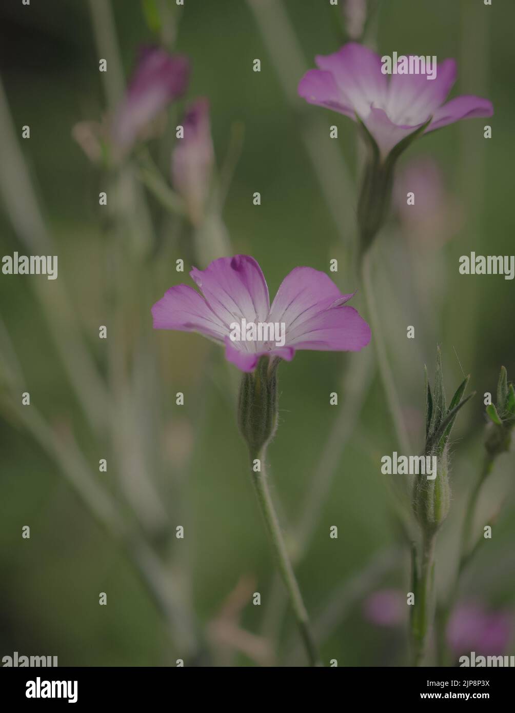 Native british wild flowers hi-res stock photography and images - Alamy