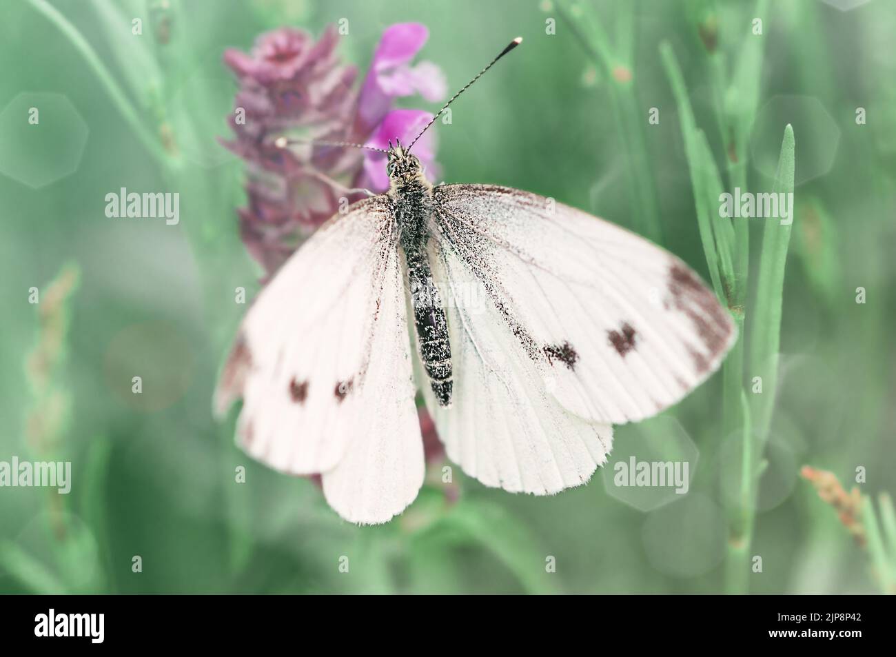 Morning moth hi-res stock photography and images - Alamy
