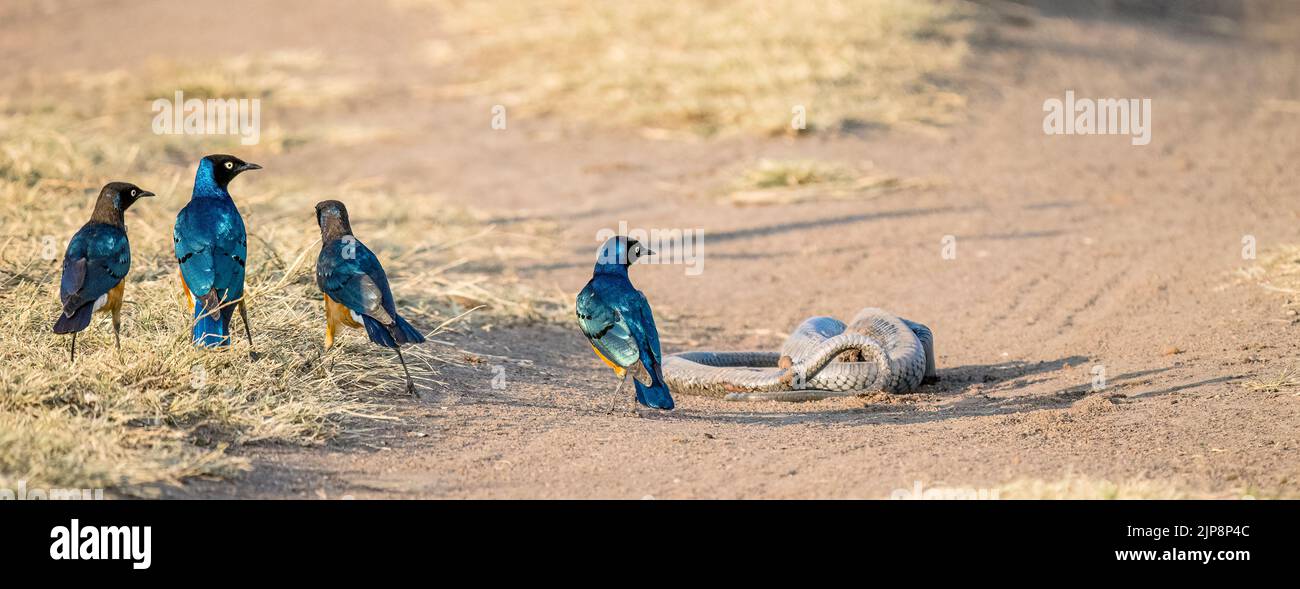 Superb starling examining a dead snake on the Maasai Mara, Kenya, East ...