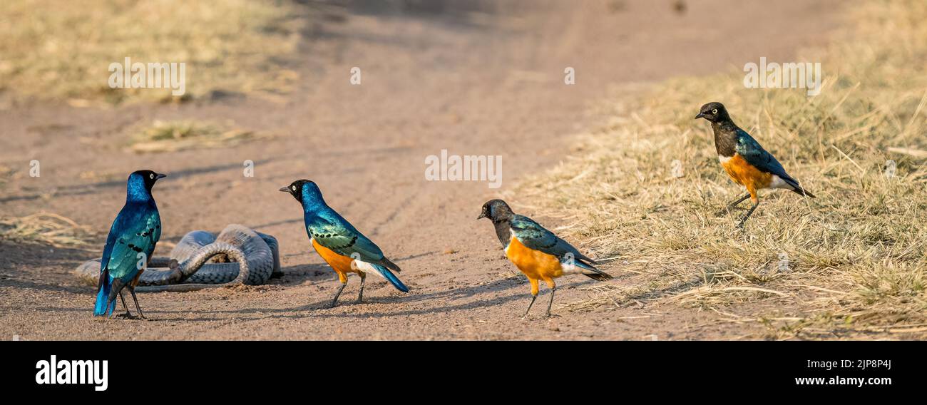 Superb starling examining a dead snake on the Maasai Mara, Kenya, East ...