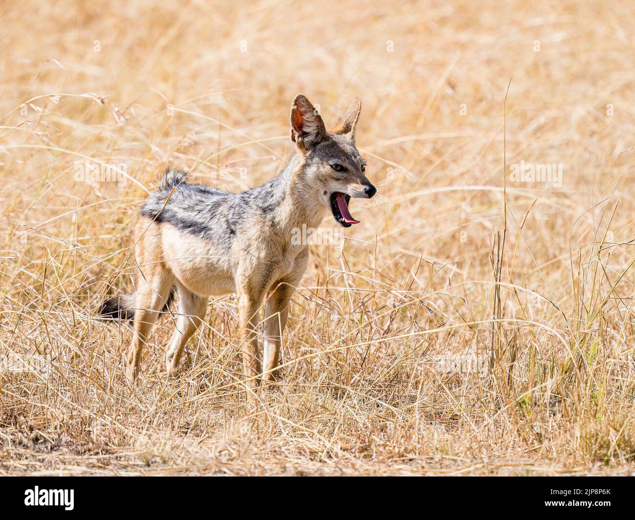 Jackal on the Maasai Mara, Kenya, East Africa Stock Photo - Alamy