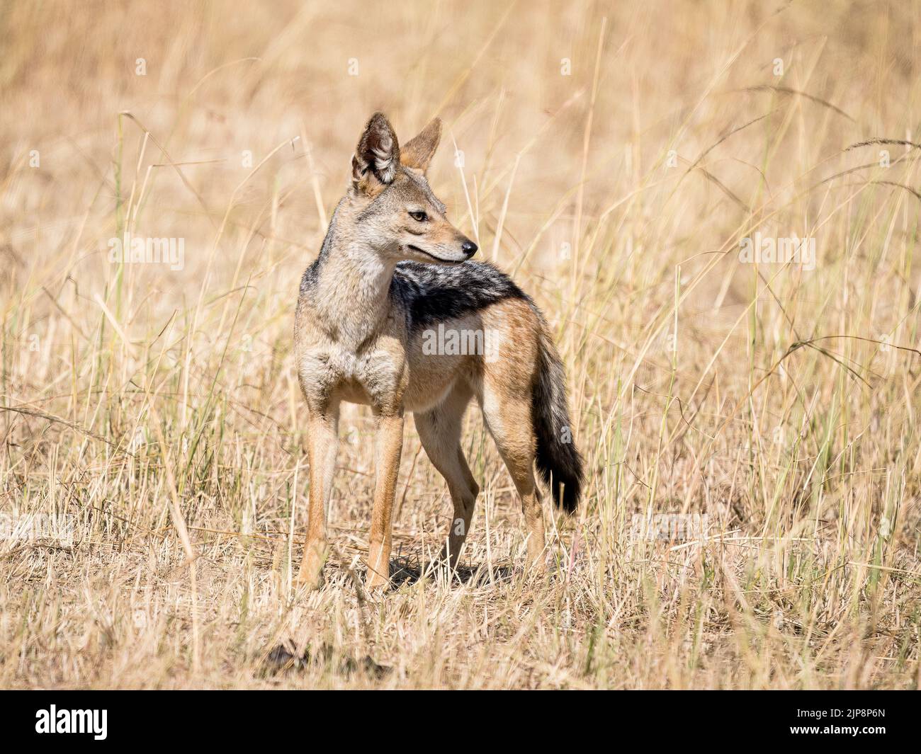 Jackal on the Maasai Mara, Kenya, East Africa Stock Photo - Alamy