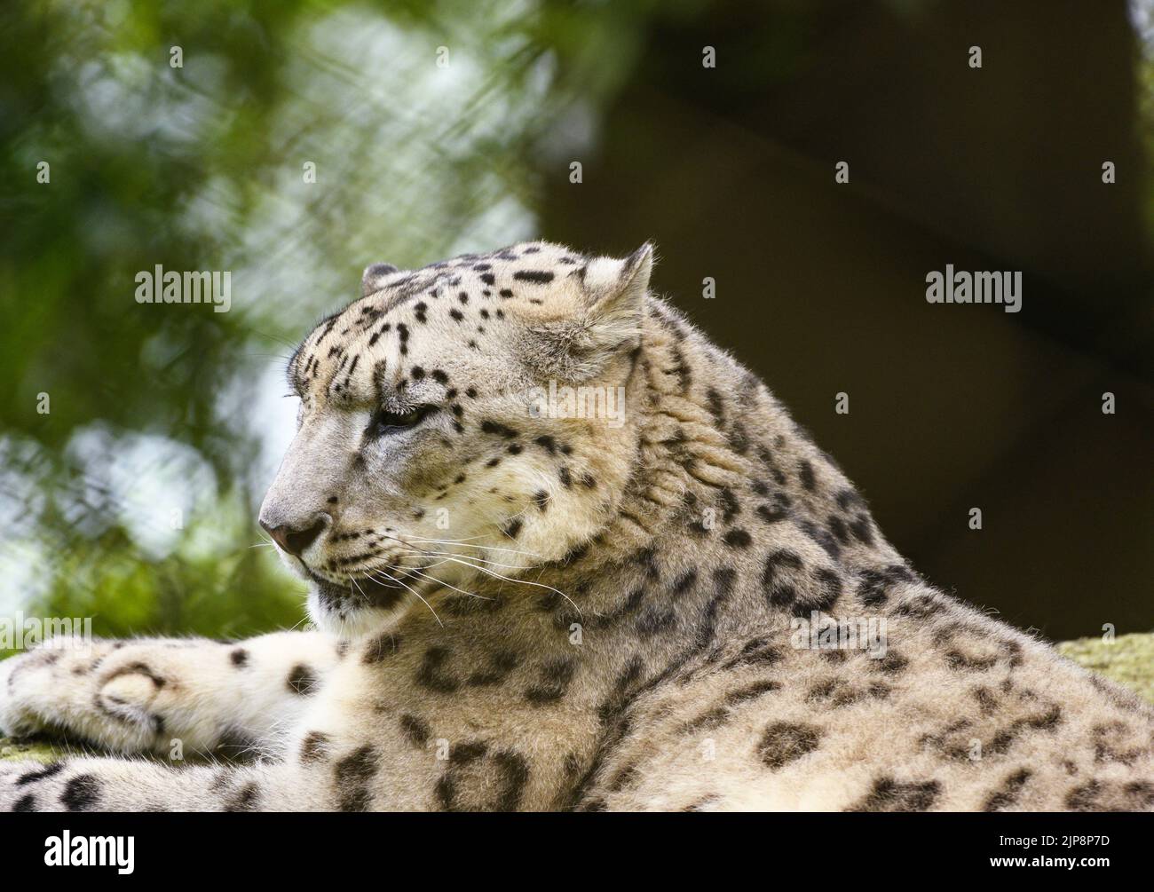 The Snow leopard (Panthera uncia / Uncia uncia), also known as the ...
