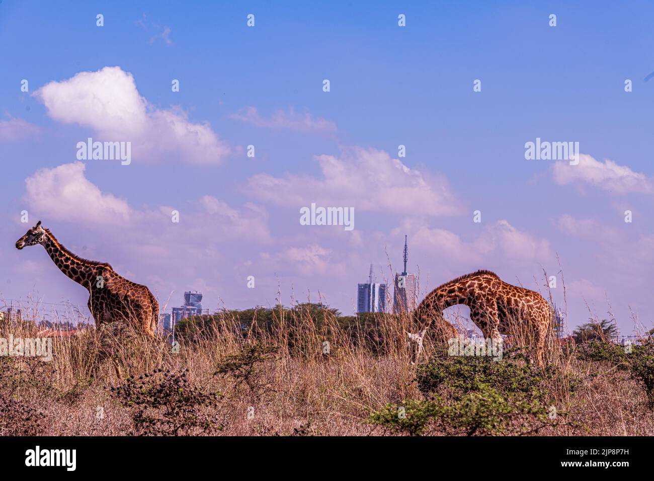 Nairobi National Park Giraffe wild wildlife animals Savannah grasslands ...