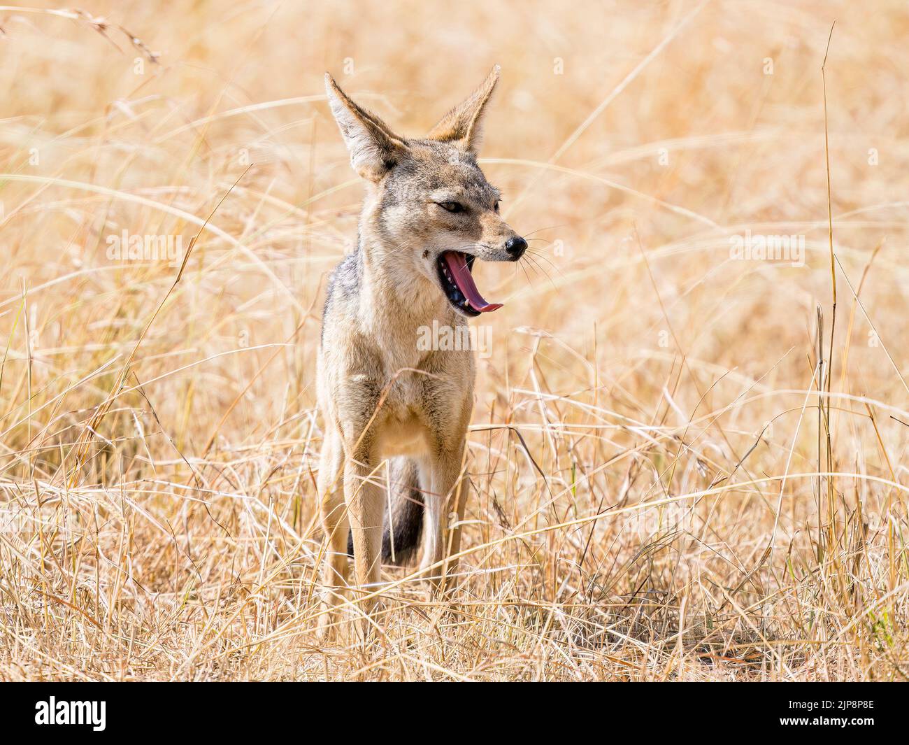 Jackal on the Maasai Mara, Kenya, East Africa Stock Photo - Alamy