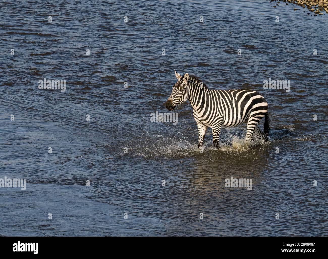 Zebra crossing the Mara river, Kenya, East Africa Stock Photo - Alamy