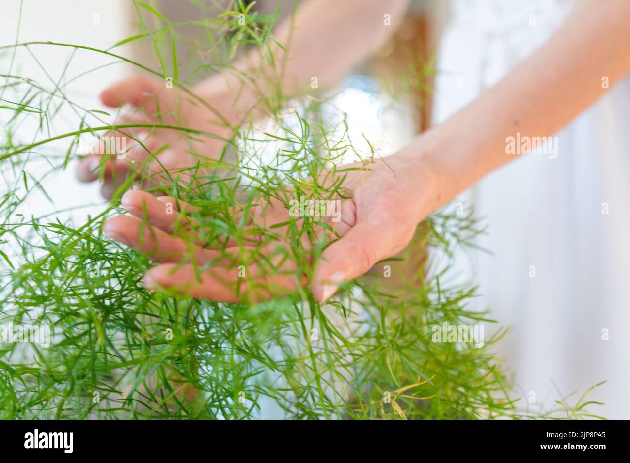 Woman hands touching and caring for the green plant Stock Photo - Alamy