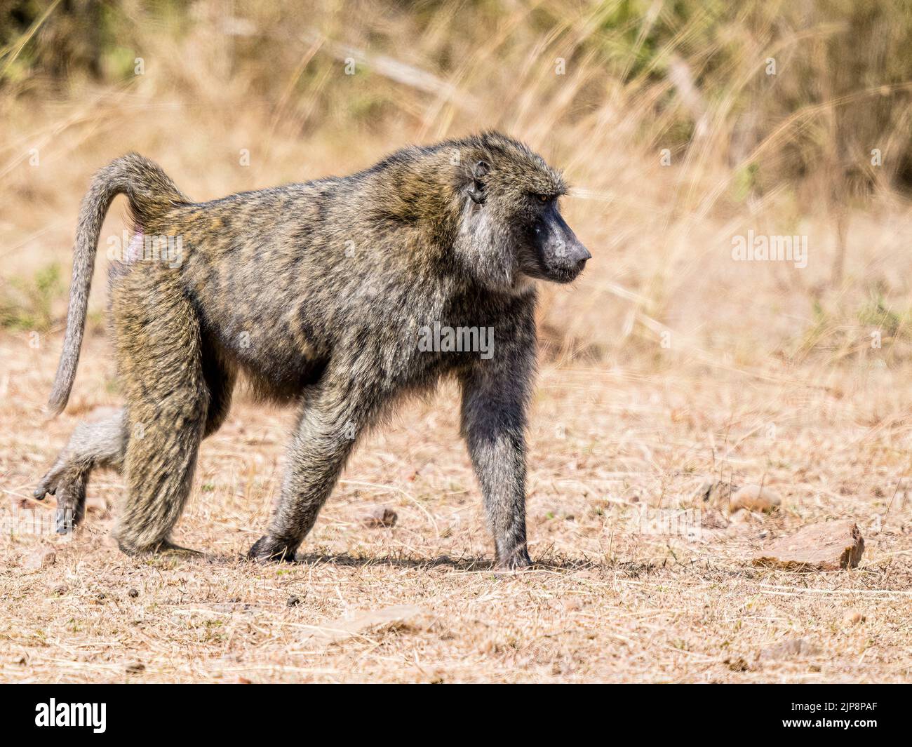Olive baboon on the Maasai Mara, Kenya, East Africa Stock Photo - Alamy